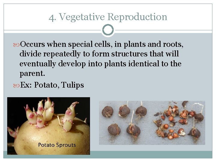 Chapter 5 Mitosis is the basis of asexual