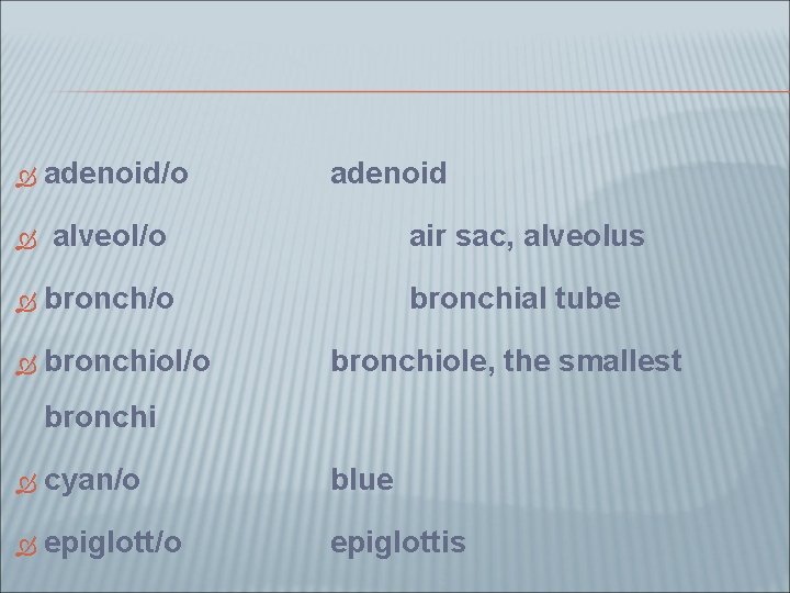 THE RESPIRATORY SYSTEM Broncho bronchi airway Cili hairlike