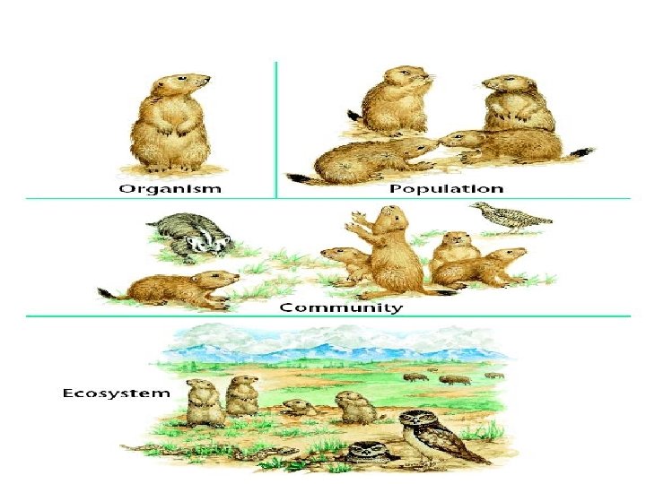 How living things interact with their environment Ecology