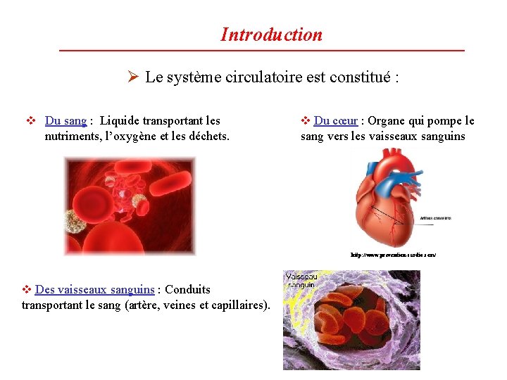Le systme circulatoire Introduction Le systme circulatoire est