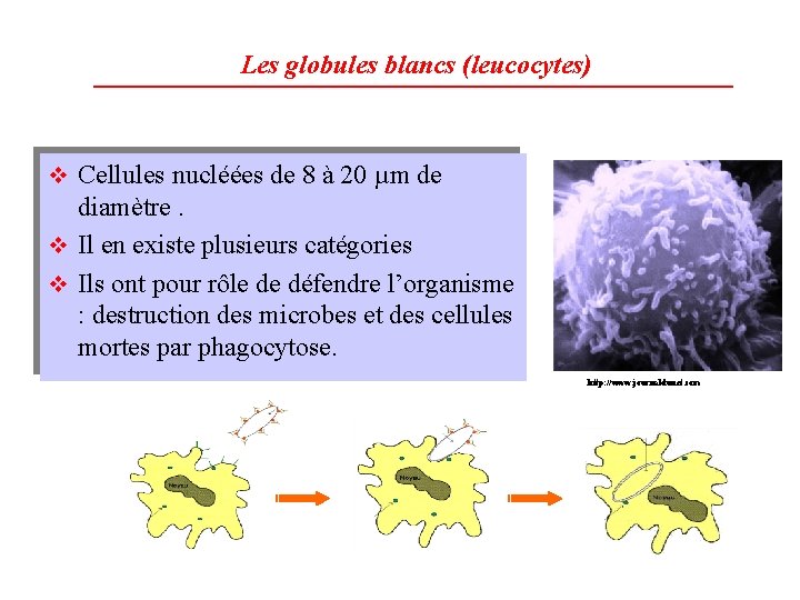 Le systme circulatoire Introduction Le systme circulatoire est