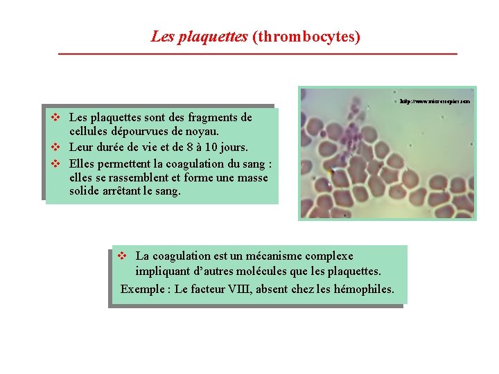 Le systme circulatoire Introduction Le systme circulatoire est