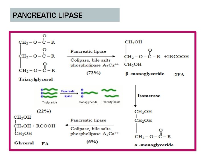 Dr ali albayati Lec 1 OBJECTIVES By the