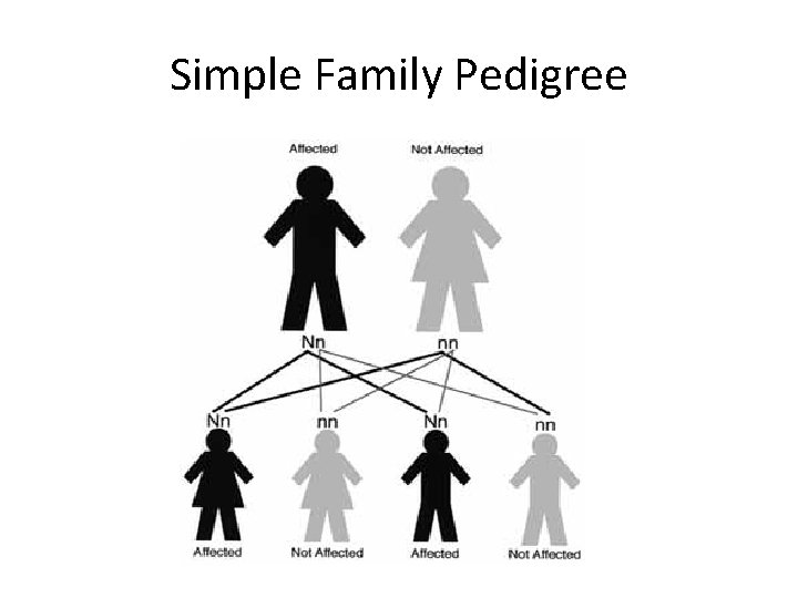 Chapter 10 1 and 12 Intro to Genetics