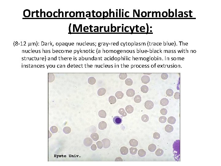 Normal Cell Maturation Ibtisam H Al Aswad Prepared