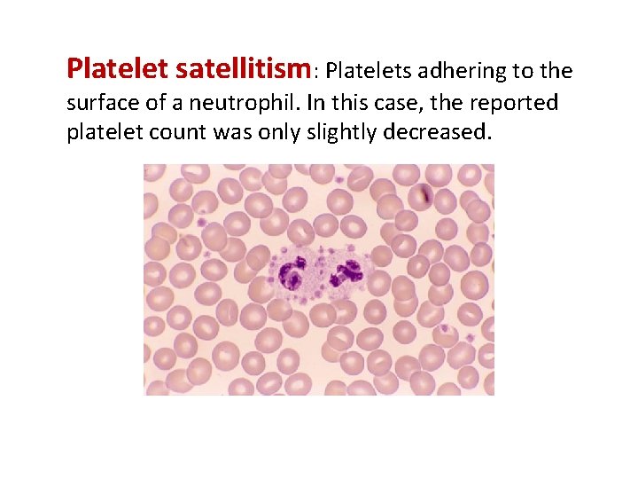 Normal Cell Maturation Ibtisam H Al Aswad Prepared