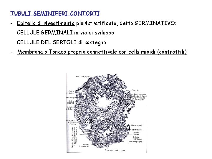APPARATO GENITALE MASCHILE Funzioni dellApparato Genitale Maschile ...
