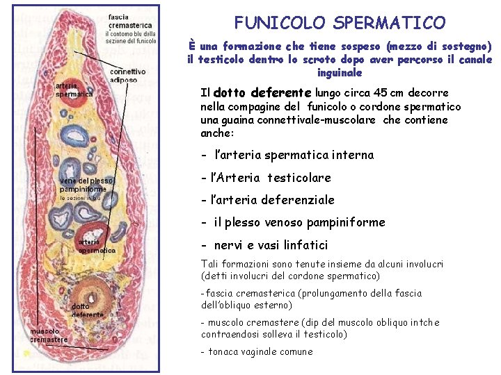 APPARATO GENITALE MASCHILE Funzioni dellApparato Genitale Maschile ...