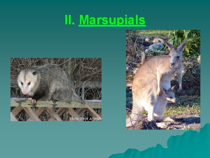 Mammals 4 450 species Characteristics u Body covered