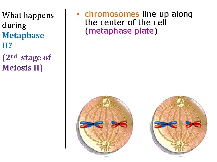 Stnd 3 a Objective CNotes Meiosis Cell Division