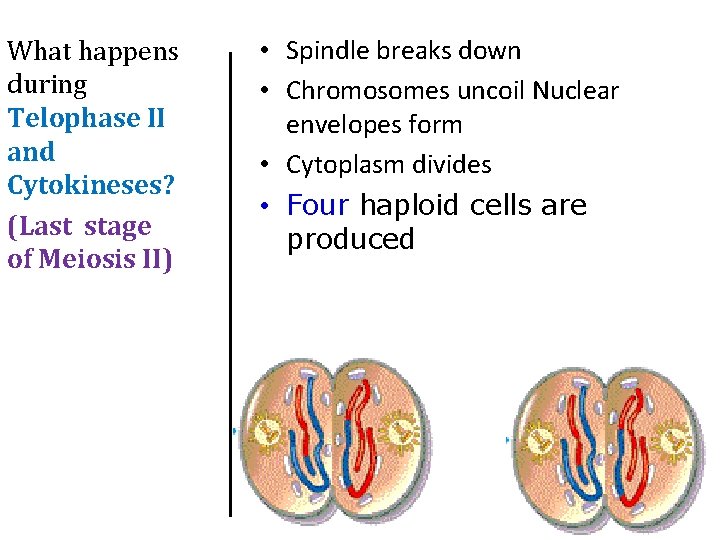 Stnd 3 a Objective CNotes Meiosis Cell Division