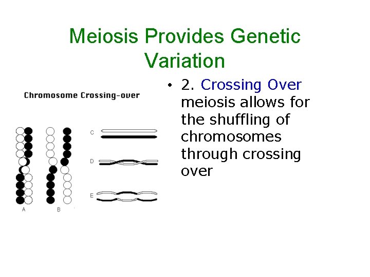 Stnd 3 a Objective CNotes Meiosis Cell Division