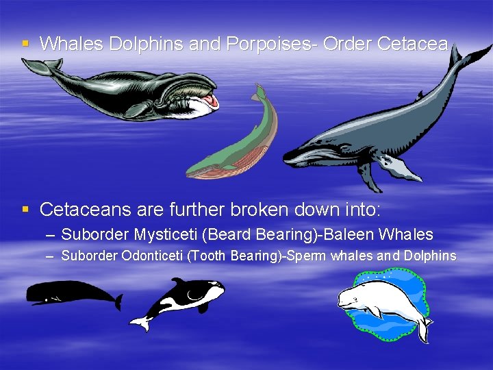 Marine Mammals Classifications Whales Dolphins and Porpoises Order