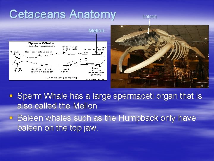 Marine Mammals Classifications Whales Dolphins and Porpoises Order