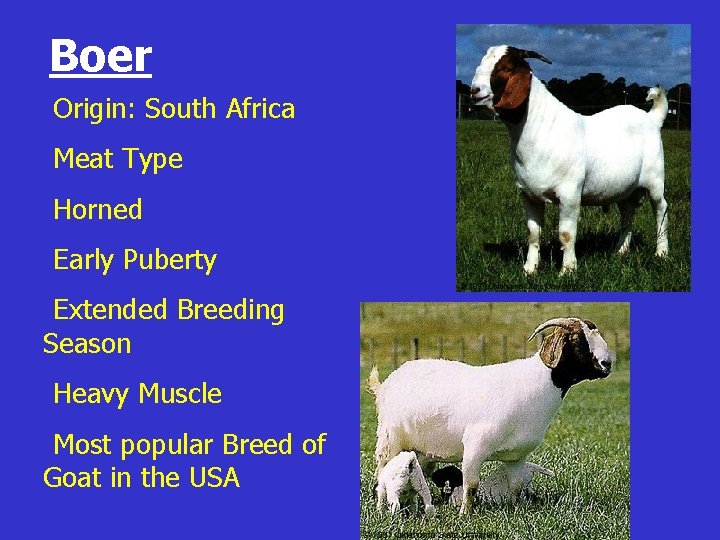Breeding Sheep Breeding Goats Compiled by Jared Jackson