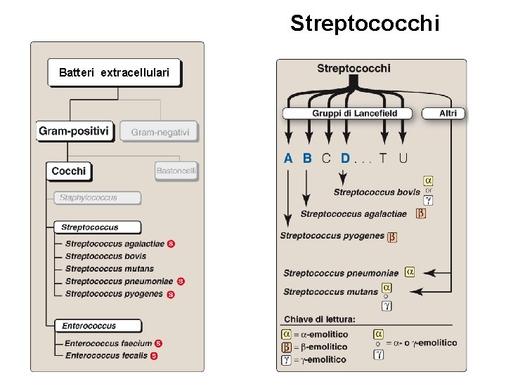 Streptococchi Batteri extracellulari Streptococchi Cocchi gram con disposizione