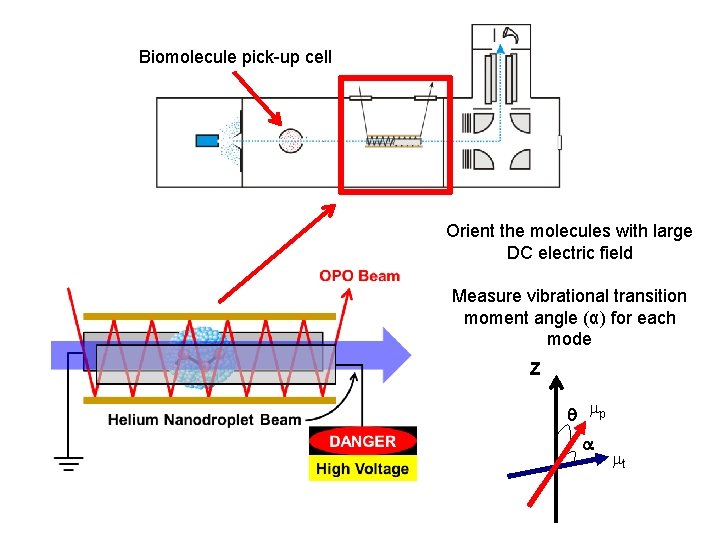 Vibrational Spectroscopy and GasPhase Thermochemistry of the Model