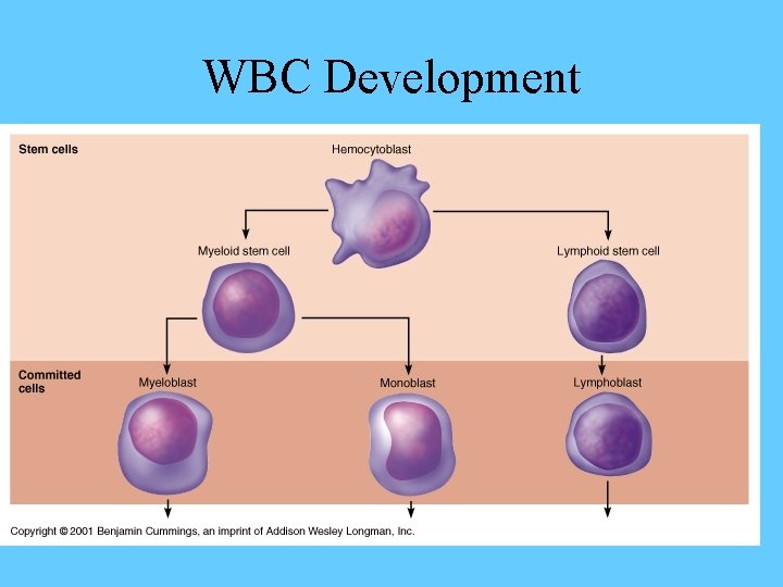 Cardiovascular System Blood Comparative Anatomy Tony Serino Ph