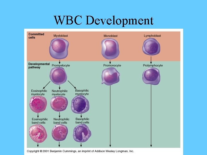 Cardiovascular System Blood Comparative Anatomy Tony Serino Ph