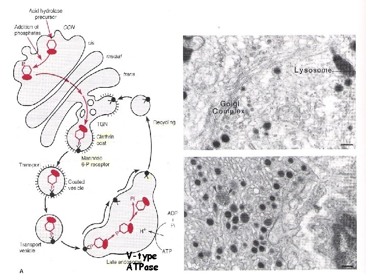 Cell Biology 18 Organelle 2 nd Sung Youn