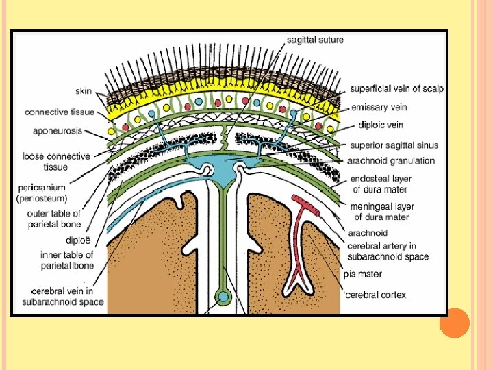 Superior View of the Skull Norma Verticalis Anteriorly