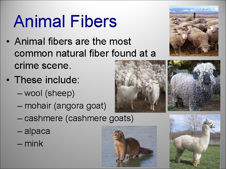 Chapter 10 Fibers Another example of trace evidence