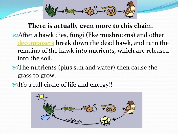 Food Chains and Food Webs Energy enters most