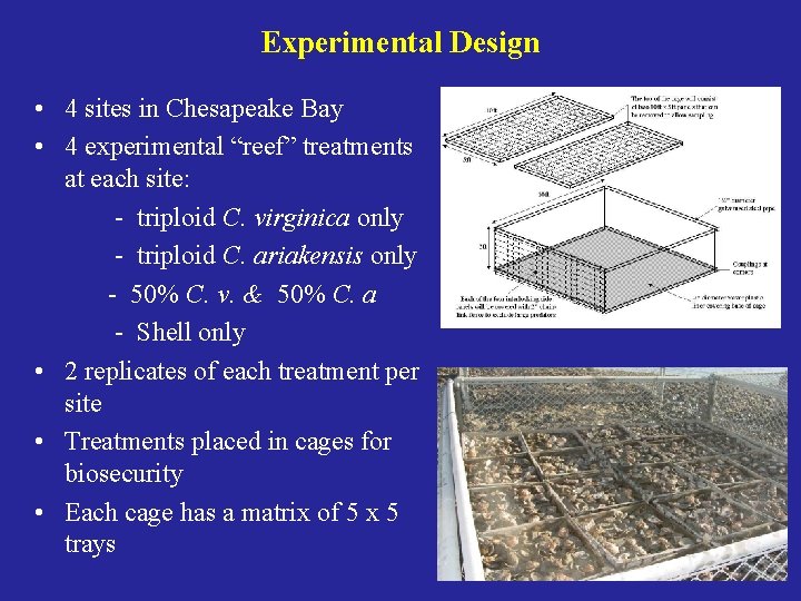 Reefassociated fauna in Chesapeake Bay Does oyster species