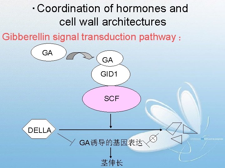 Phytohormones and the cell wall in Arabidopsis during
