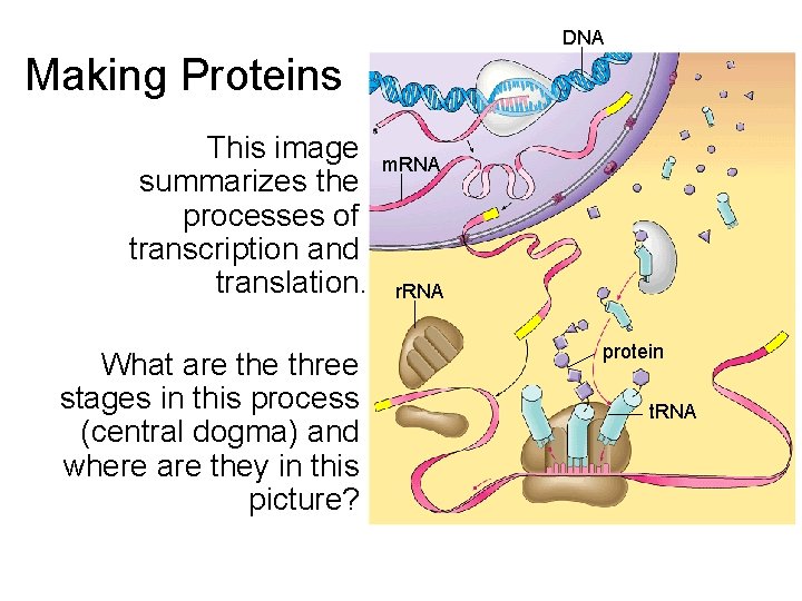 DNA Making Proteins This image summarizes the processes