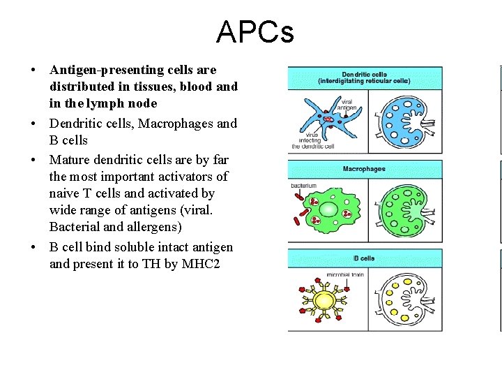 Biology of Tcells TCR and antigen presentation Dr
