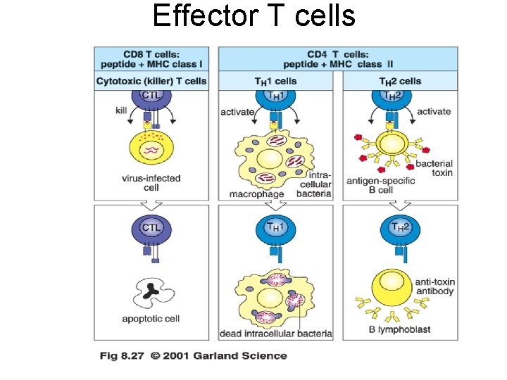 Biology of Tcells TCR and antigen presentation Dr