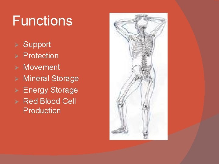 THE SKELETAL SYSTEM By Dakota Edwards and Zackary