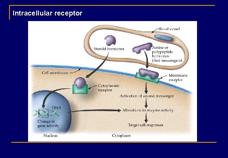 Toxicology 3 toxicokinetics n Biotransformation Hepaticfirst pass ...