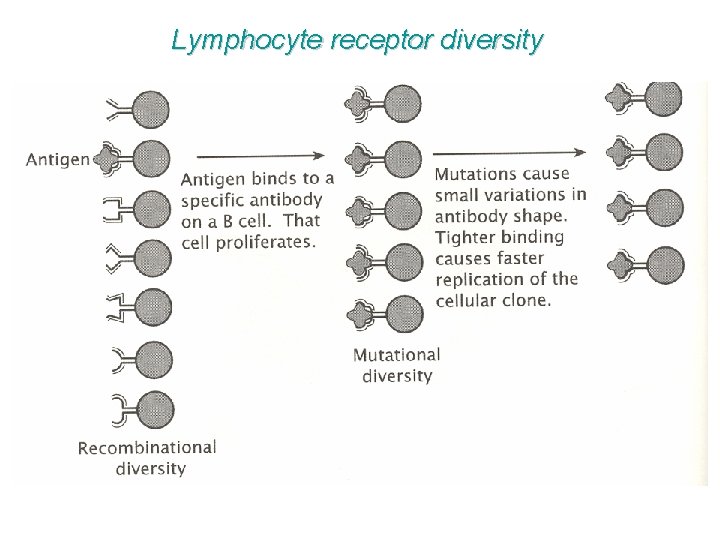 Lecture 8 Vertebrate immunity Lymphocyte receptor diversity Humans