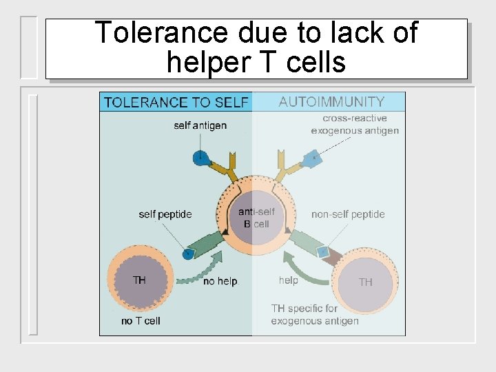 Immunological Tolerance 1 Factors affecting tolerance role of