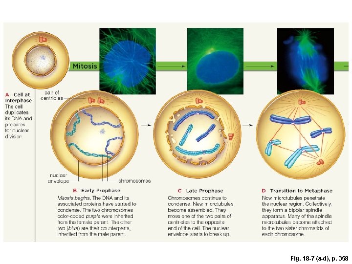 Cell Reproduction 18 1 Dividing Cells Bridge Generations