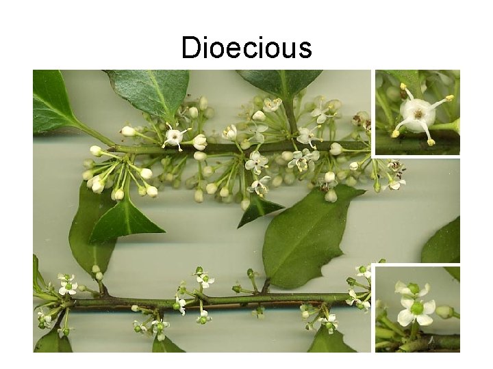 Plant Terminology MARCH 16 2011 CAPE BIOLOGY MRS