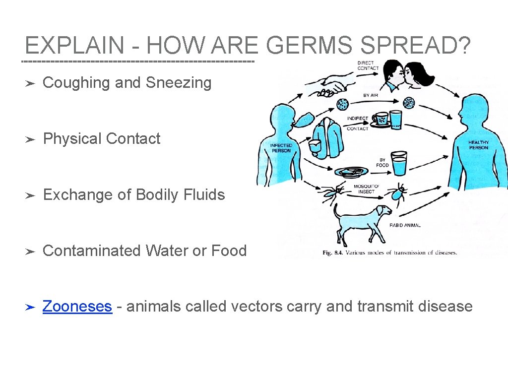IMMUNE AND LYMPHATIC SYSTEMS Big Q How does