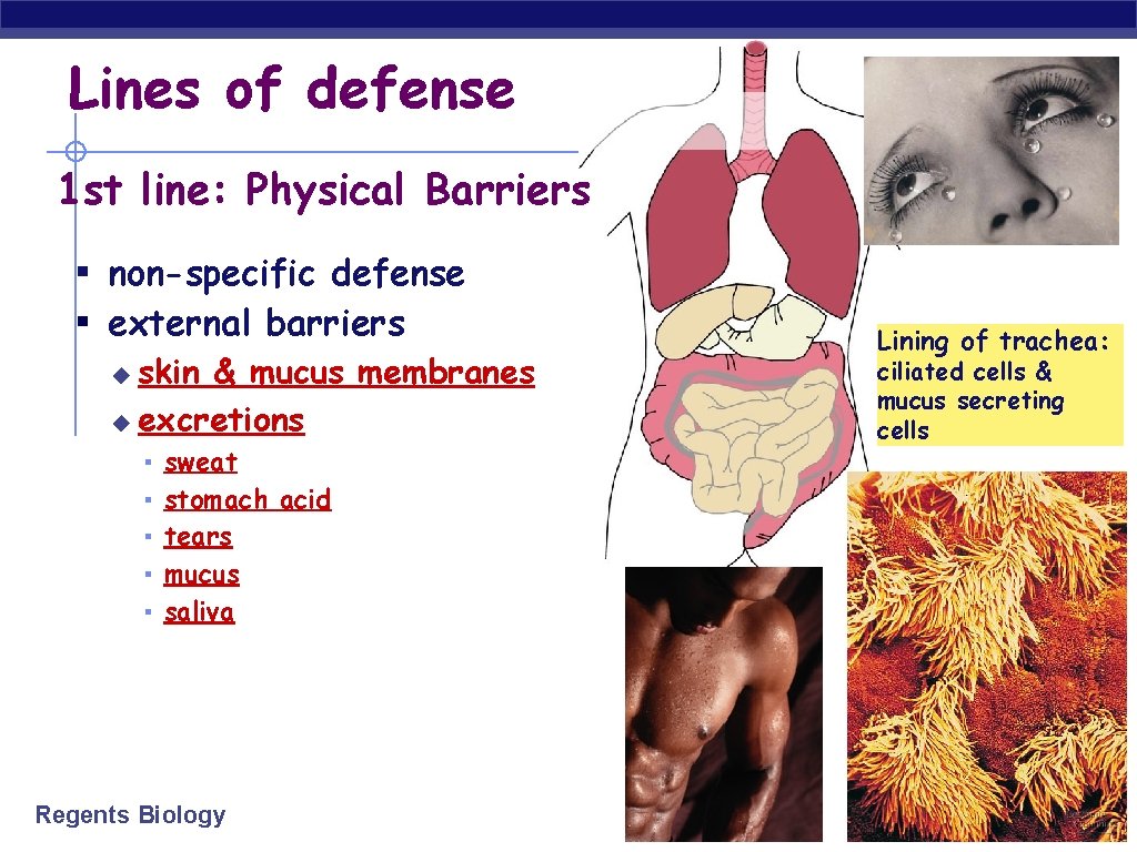 IMMUNE AND LYMPHATIC SYSTEMS Big Q How does