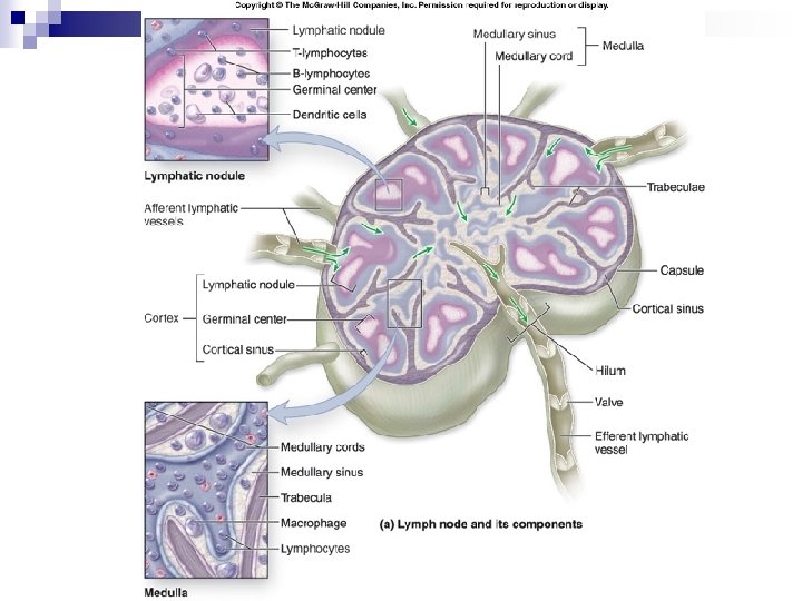 The Lymphatic System Part 4 Regulation Maintenance Lymphatic