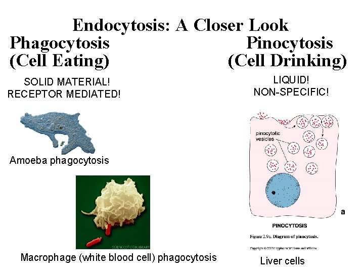 Microscopy The Cell Membrane The Endomembrane System Units
