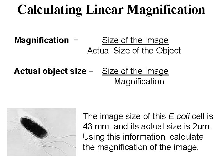 Microscopy The Cell Membrane The Endomembrane System Units