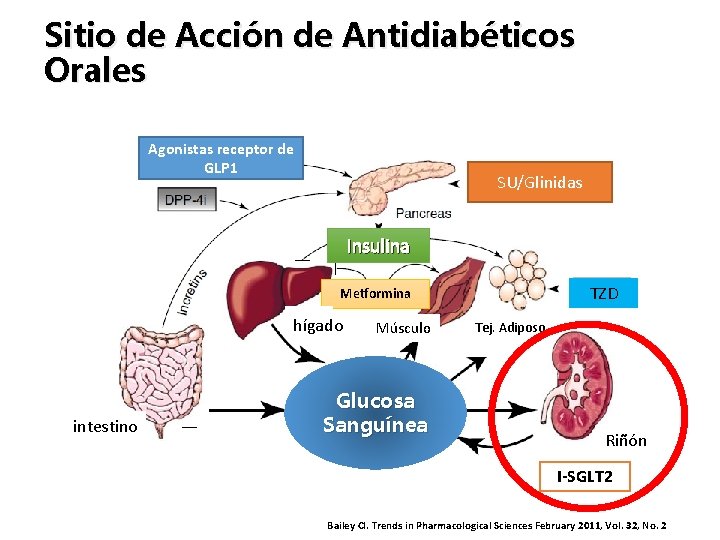 Los inhibidores SGLT 2 y su efecto a