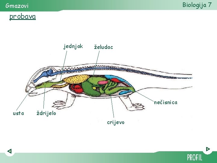 Biologija 7 Gmazovi GMAZOVI Biologija 7 Gmazovi kraljenjaci