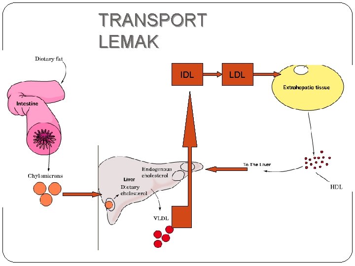 METABOLISME LEMAK LEMAK molekulmolekul biologis yang tidak sedikit