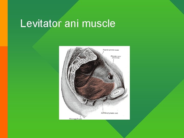 Urinary System 16 22 Formation of dilute or