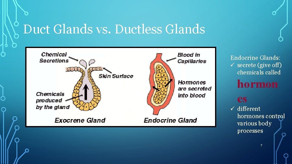 ENDOCRINE SYSTEM VOCAB 1 6 1 Endocrine System
