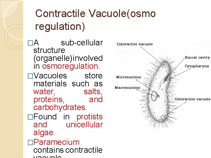 CELL ADAPTATIONS Objectives What is cell adaptations Different