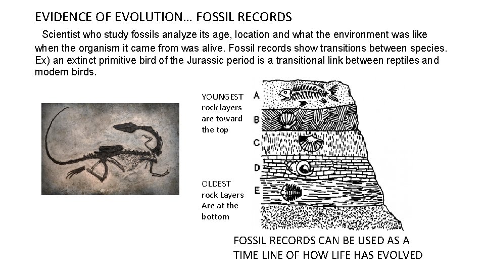 EVOLUTION TAXONOMY UNIT EVOLUTION IS a change in